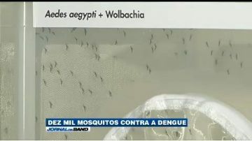Mosquitos Aedes Aegypti são soltos no Rio de Janeiro