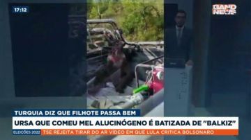 Ursa que comeu mel alucinógeno é batizada de "Balkiz"