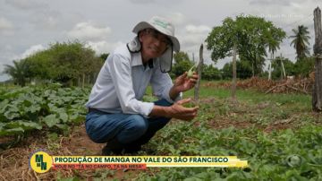 Conheça um dos maiores produtores de manga do Brasil