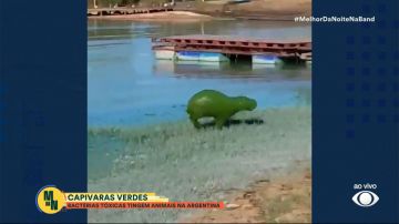 Capivara verde na Argentina? Bactérias tóxicas afetam animais no país